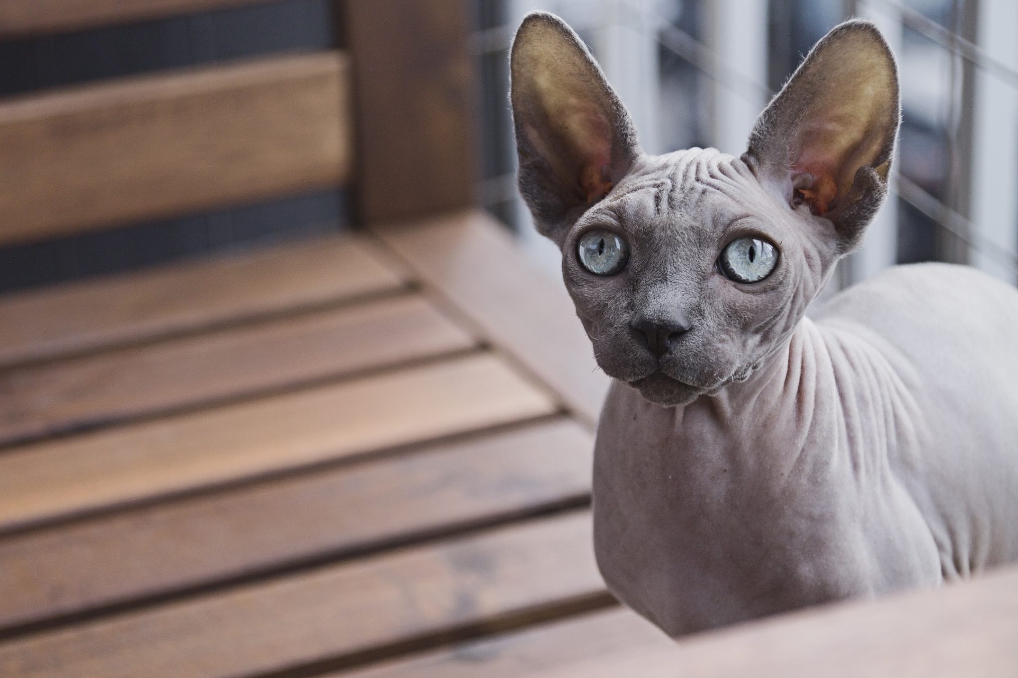 Top 10 Most Expensive Cat Breeds for Feline Lovers