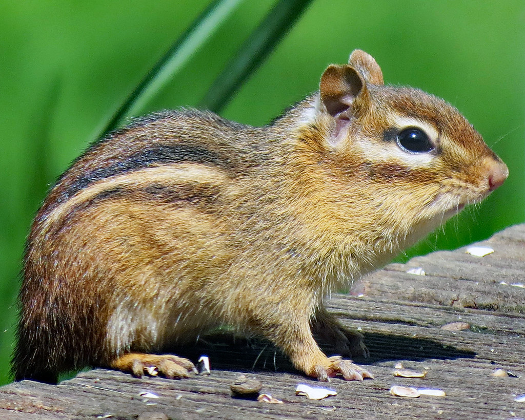 Can You Pet a Chipmunk and Take Care of it at home?