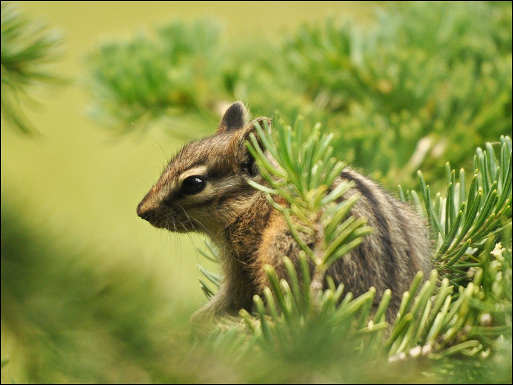 Can You Pet a Chipmunk and Take Care of it at home?