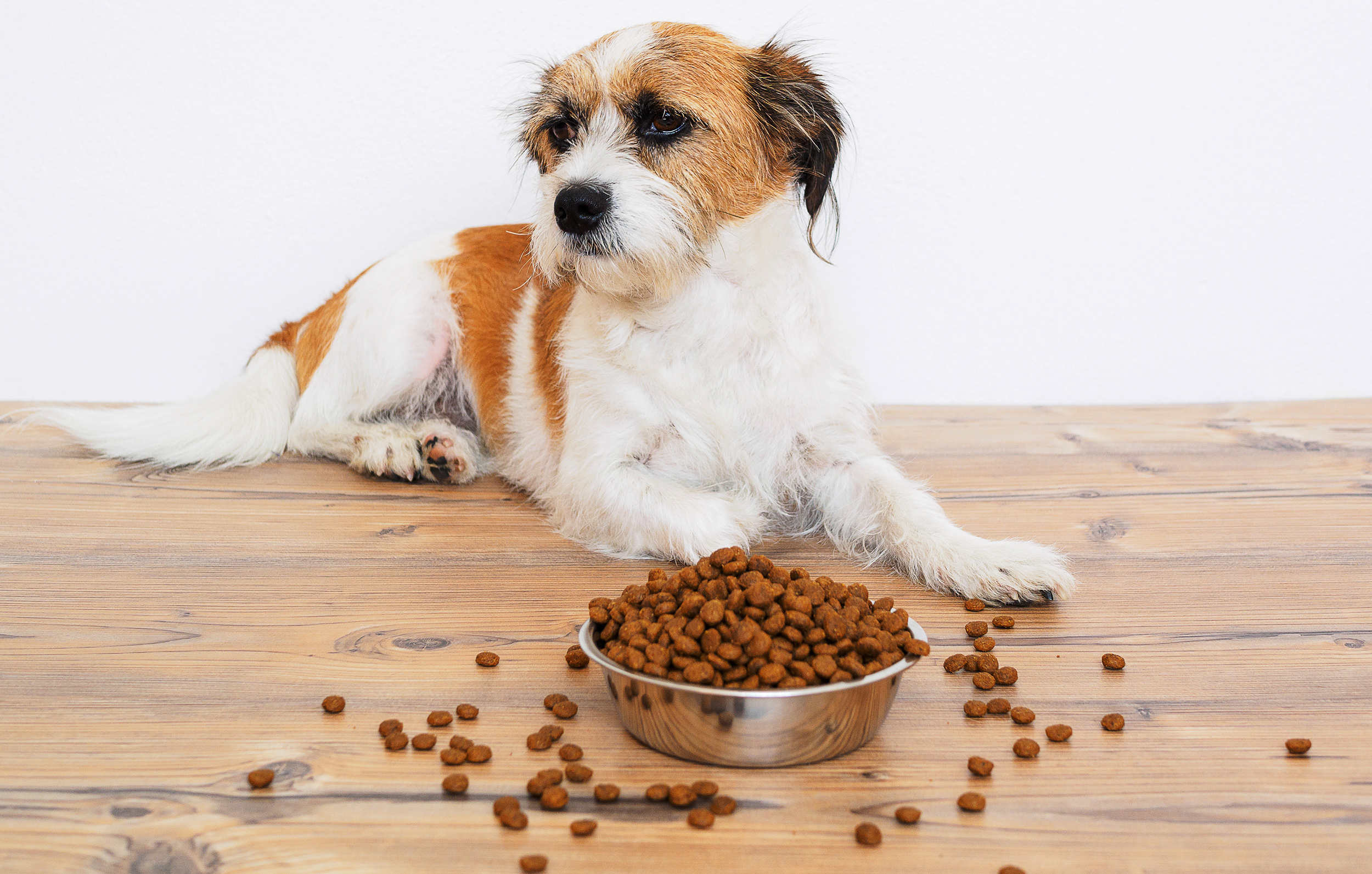 How To Choose The Best Food For Your Dog Tasteful Space How To Choose The Best Food For Your Dog Tasteful Space